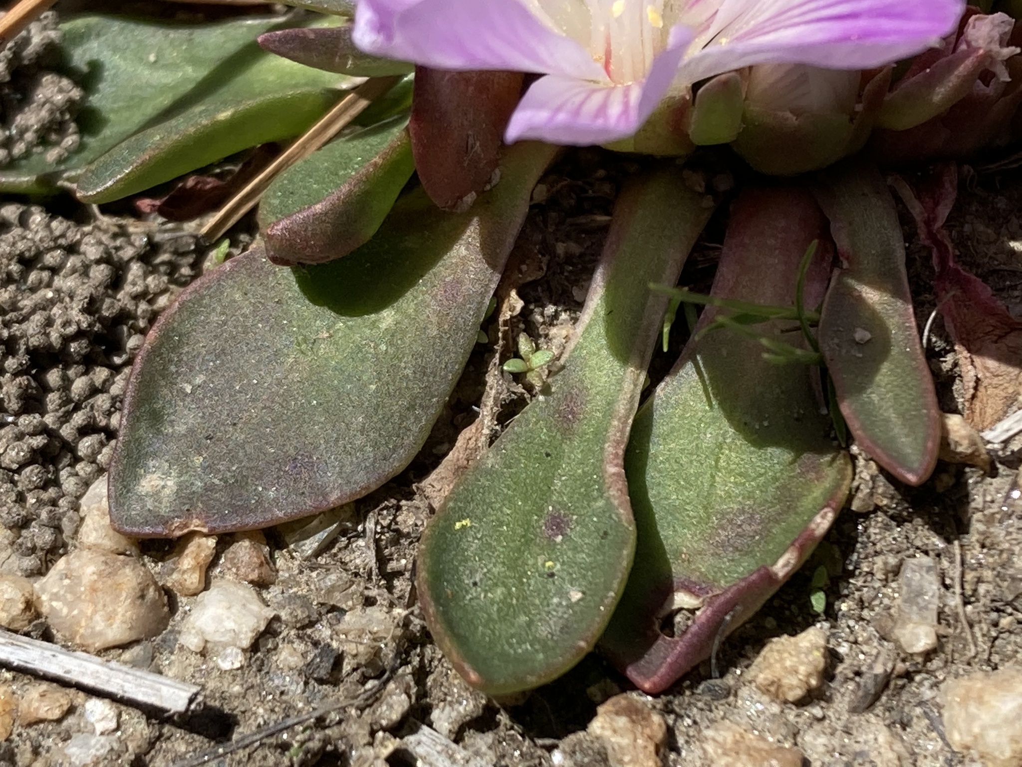 Lewisia brachycalyx Engelm. ex A.Gray