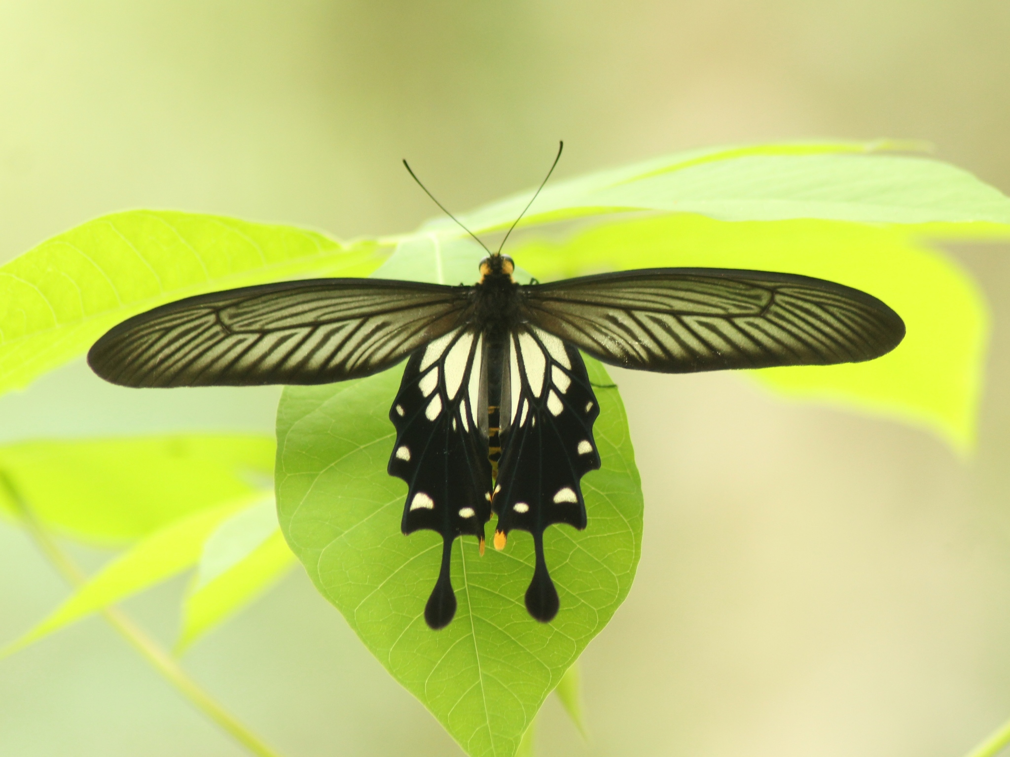 Losaria coon (Fabricius, 1793)