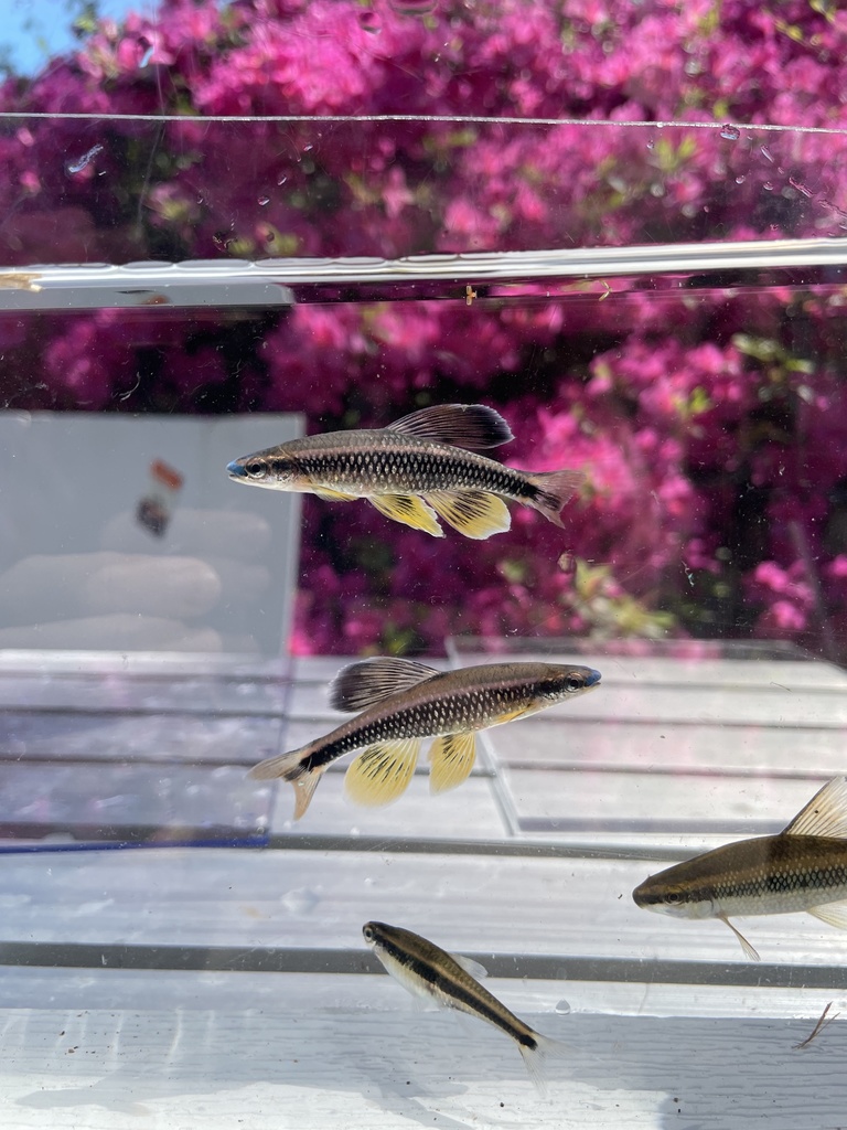 Bluenose Shiner in April 2022 by david_pounders117 · iNaturalist
