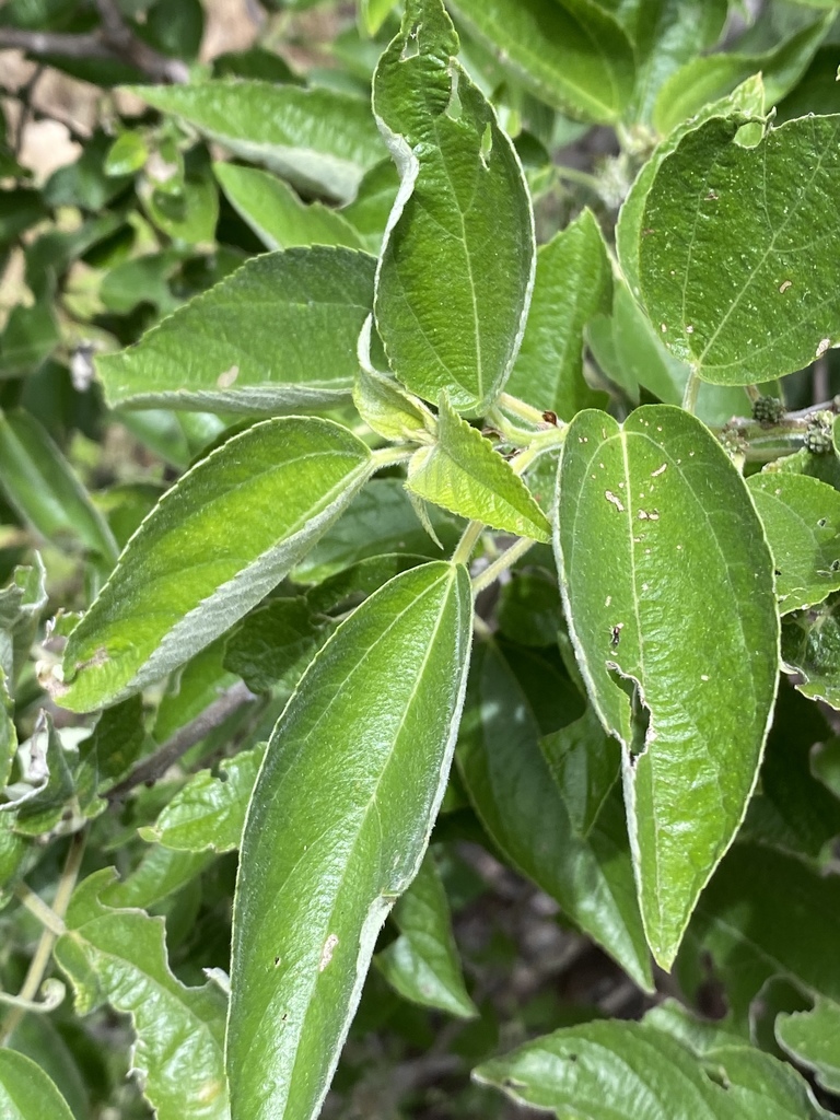 False Stinger (Pipturus argenteus) - Botanical Realm