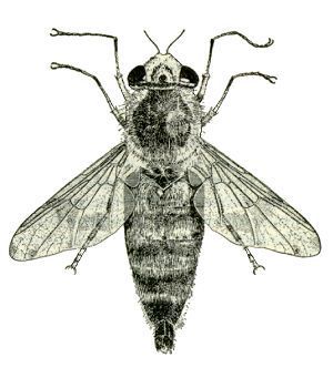 Family Gasterophilidae · iNaturalist