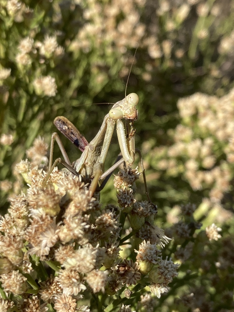 Arizona Mantis from Cabrillo National Monument, San Diego, CA, US on ...