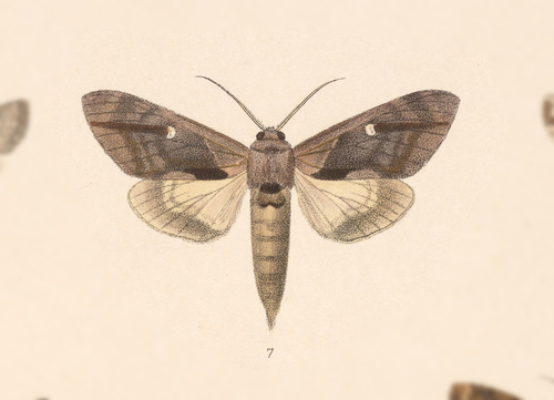 Hapigia abscondens · iNaturalist