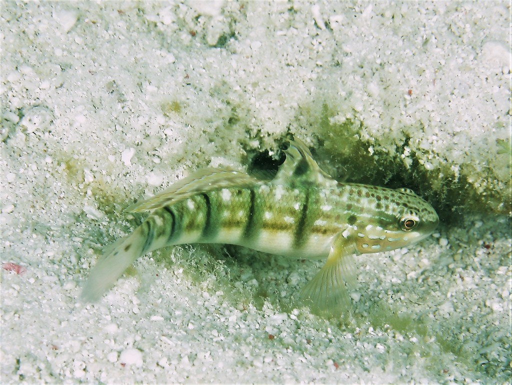 Whitebarred Goby from Heron Island, Queensland 4805, Australia on April ...