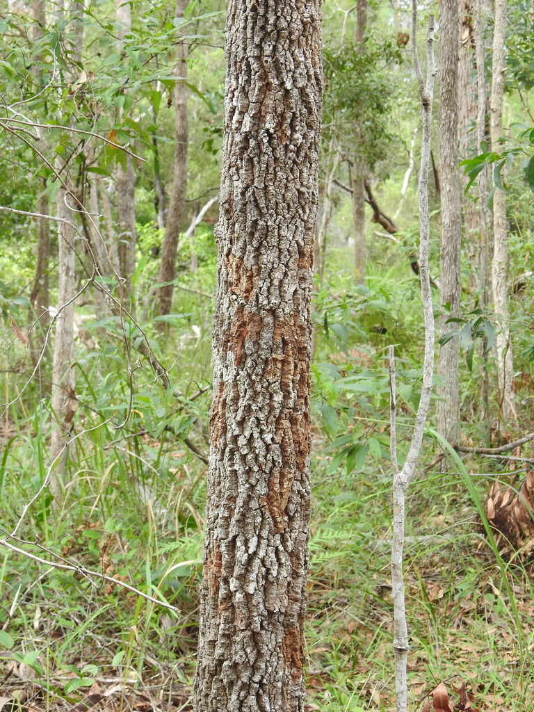 Endiandra sieberi from Tuan Forest QLD 4650, Australia on April 16 ...