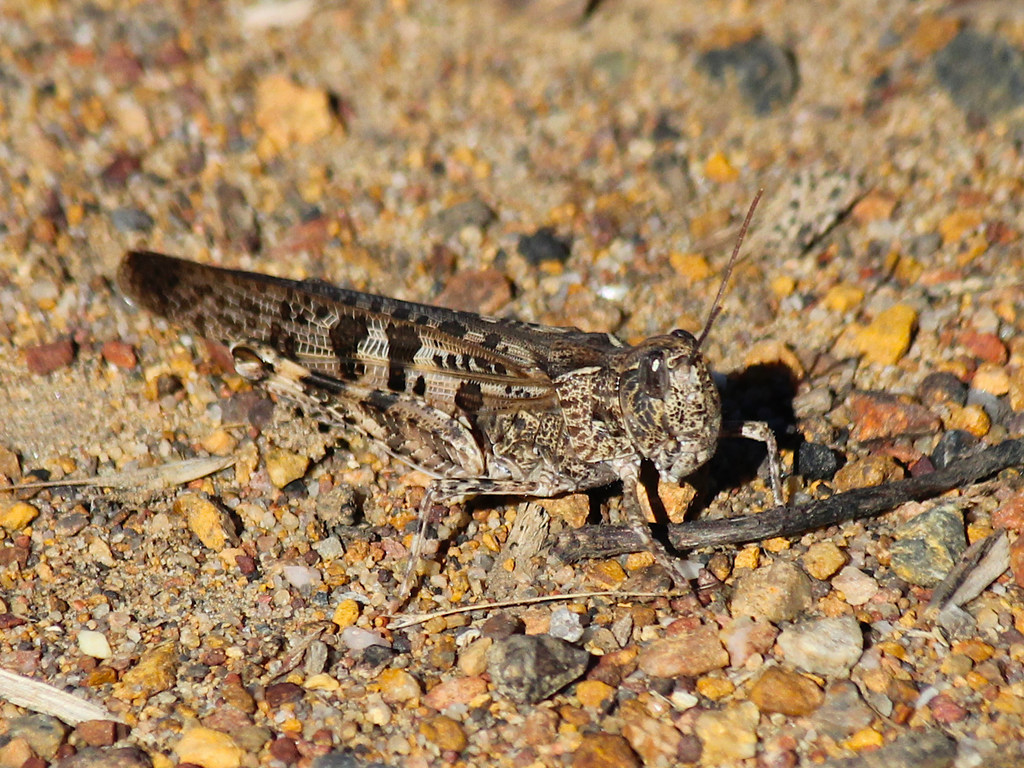 Australian Plague Locust from Scott Creek Conservation Park, SA ...
