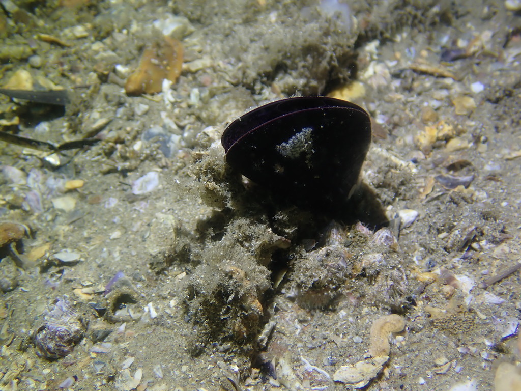 True Mussels from Sydney NSW, Australia on June 25, 2021 at 10:19 AM by ...