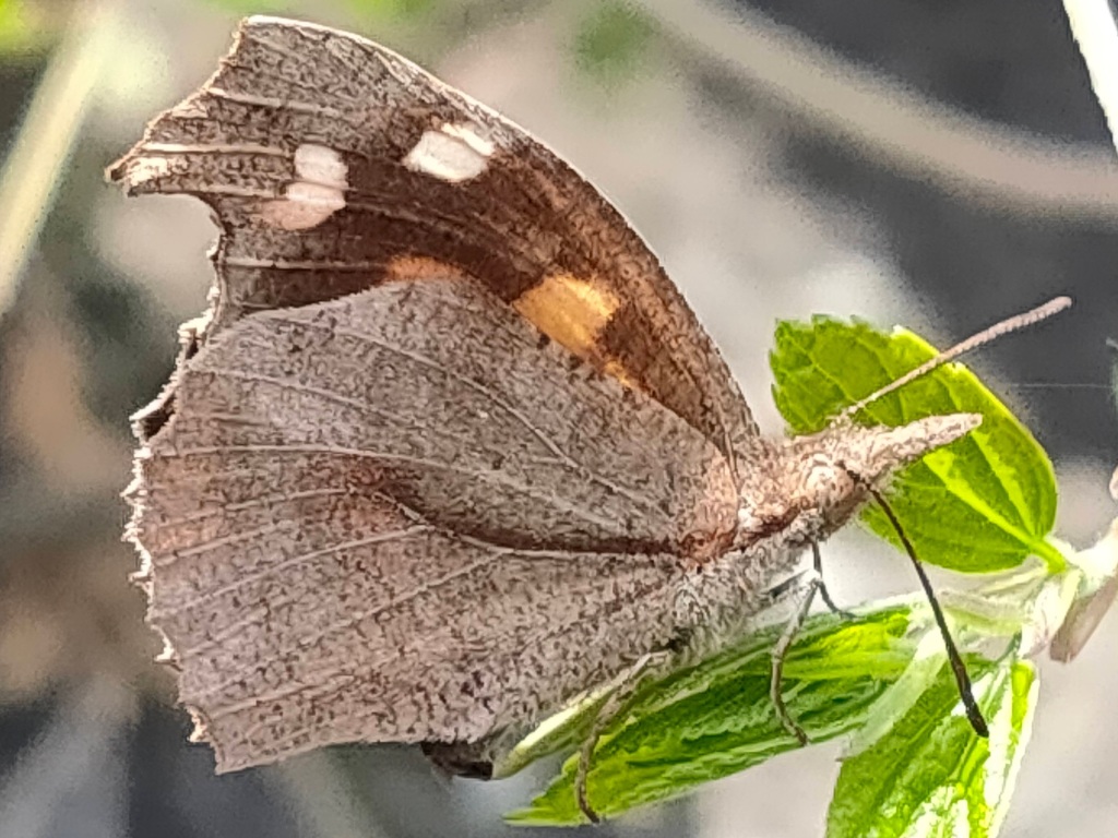 Libythea lepita celtoides from Tokida, Ueda, Nagano 386-0018, Japan on ...