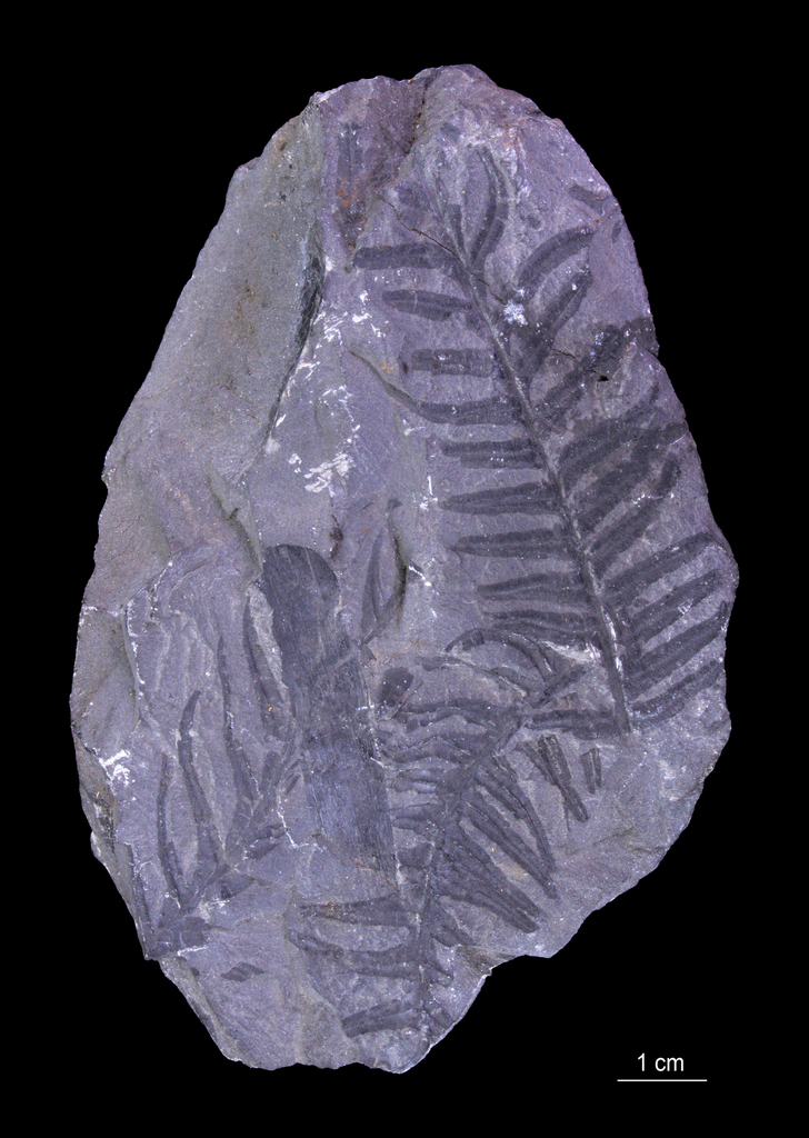 (Medullosales) - Botanical Realm