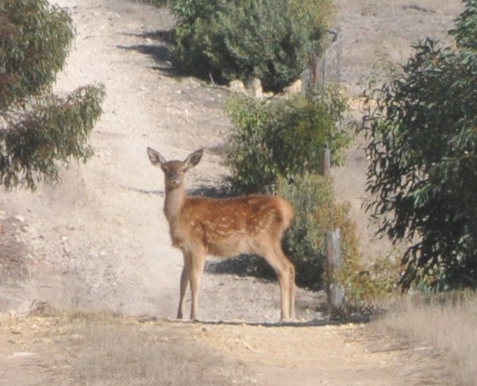 Red Deer from Gum Lagoon SA 5266, Australia on April 16, 2022 at 10:41 ...