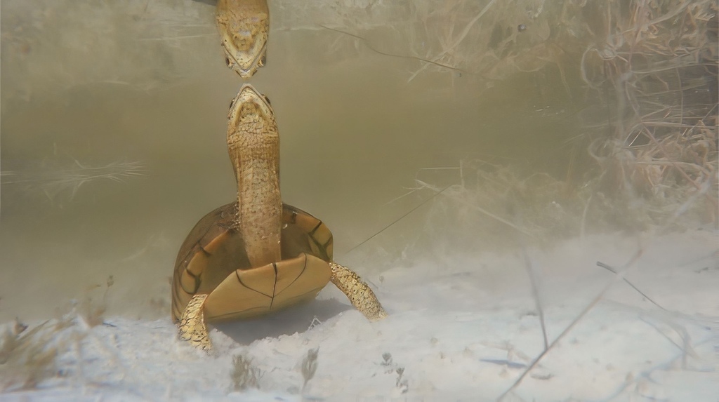 Aquatic Box Turtle in April 2022 by Marco Zozaya · iNaturalist