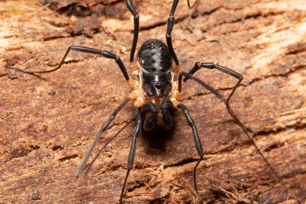 Protolophus tuberculatus (Harvestmen of the United States) · iNaturalist