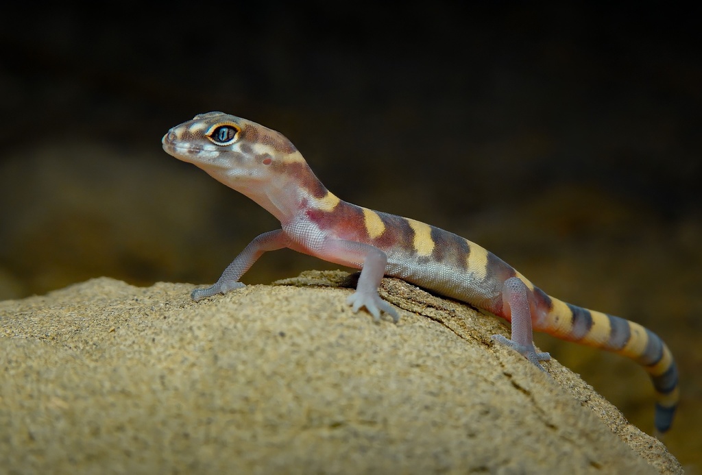Texas Banded Gecko from Ramos Arizpe, COAH, MX on April 10, 2022 at 11: ...