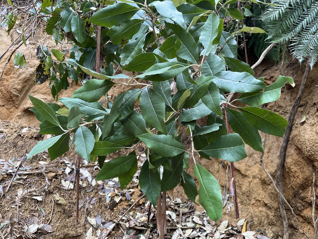 musk daisy-bush from Tarra-Bulga, Wellington - Alberton, AU-VI, AU on ...