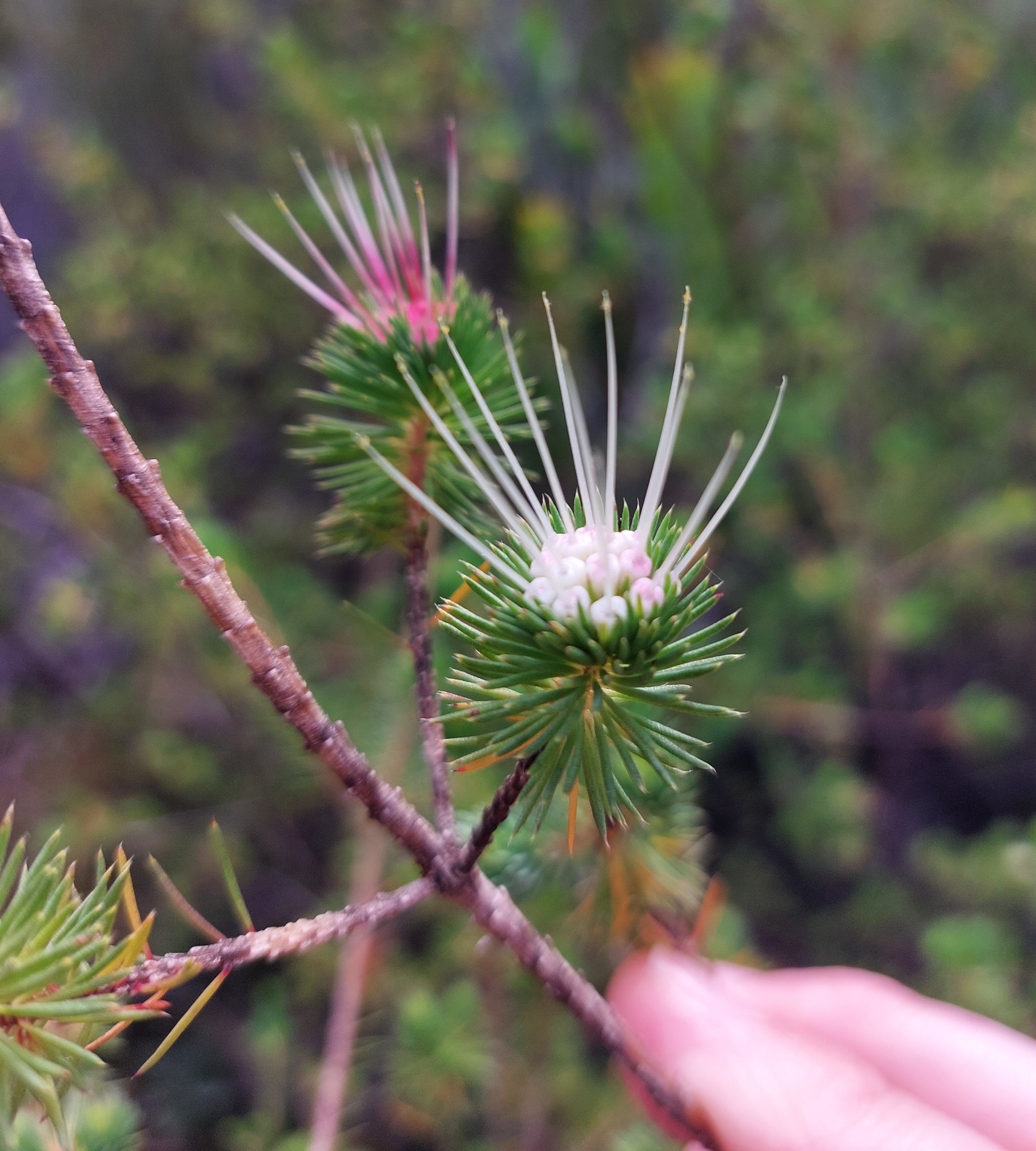 Darwinia fascicularis Rudge