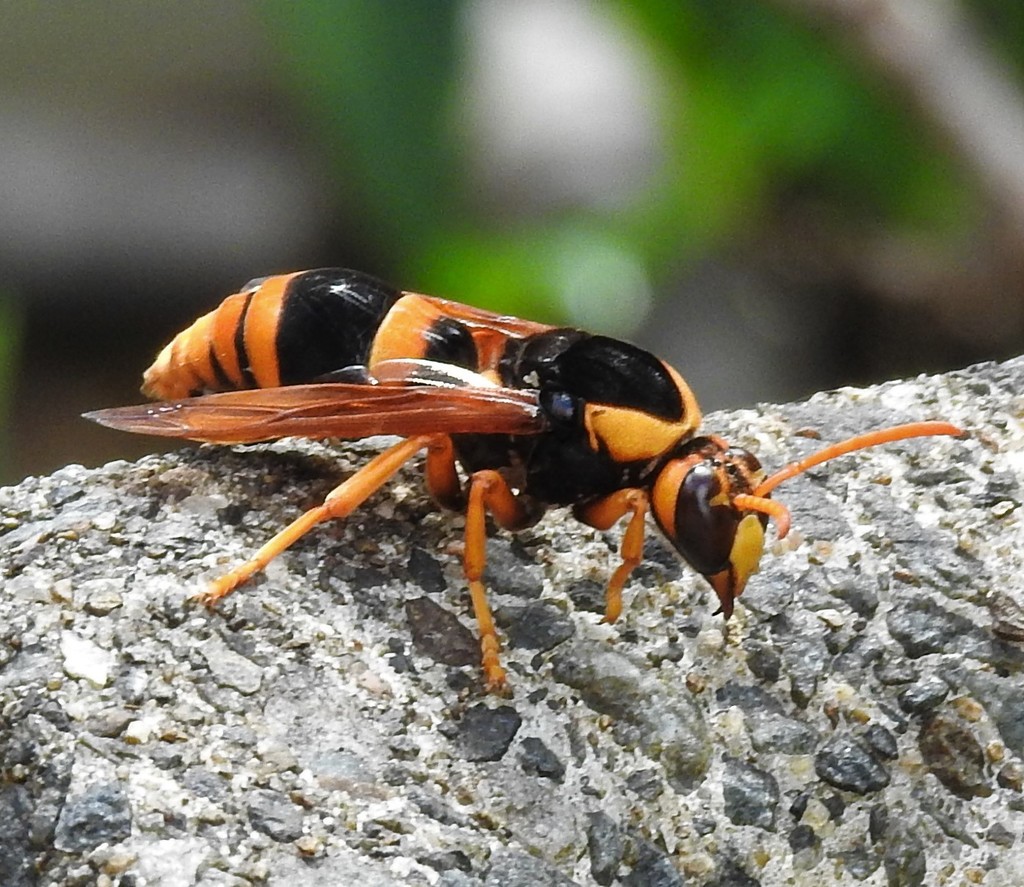 Abispa splendida splendida from Urliup NSW 2484, Australia on April 16 ...