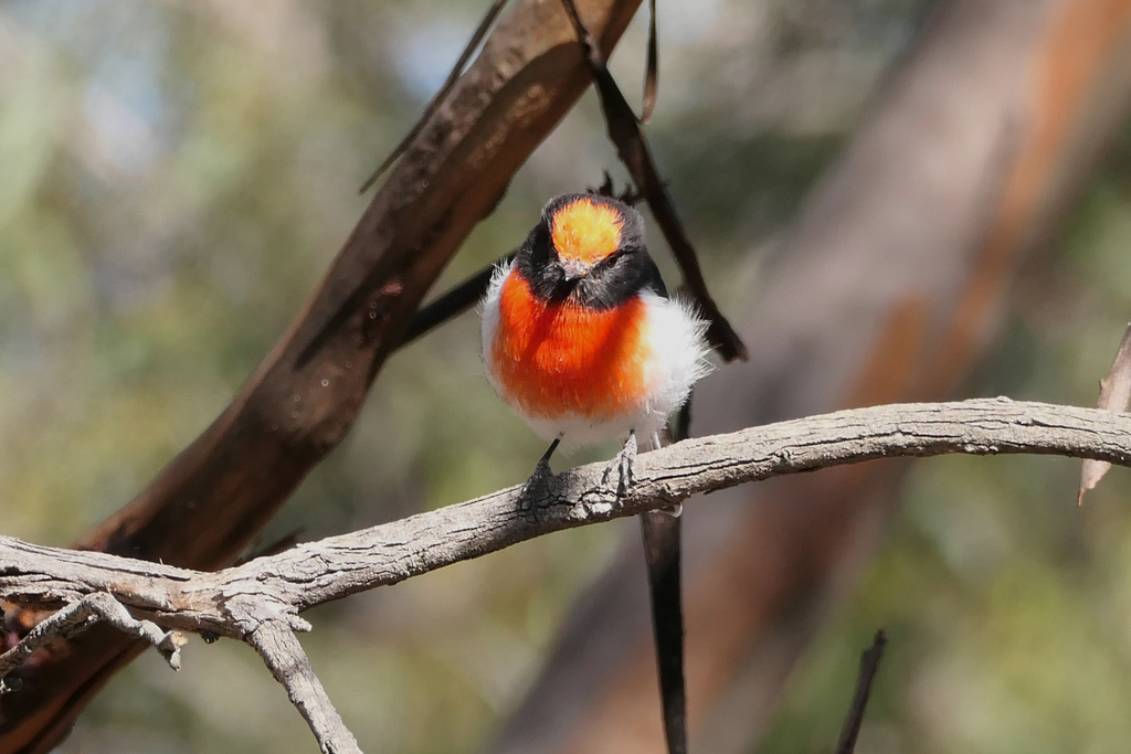 Red-capped Robin from Huntly North VIC 3551, Australia on March 12 ...