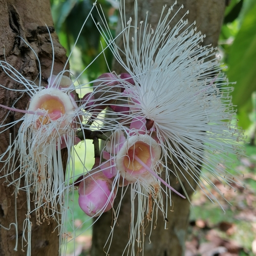 Syzygium formosum · iNaturalist United Kingdom