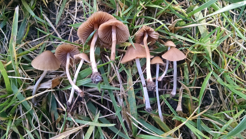 common conecap from La Jolla, San Diego Co., California, USA on August ...