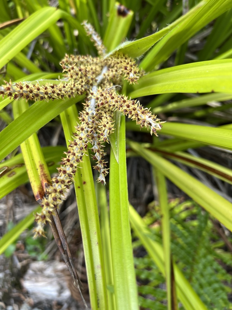 Kauri Grass from Waitakere Ranges Regional Parkland, Waiatarua ...
