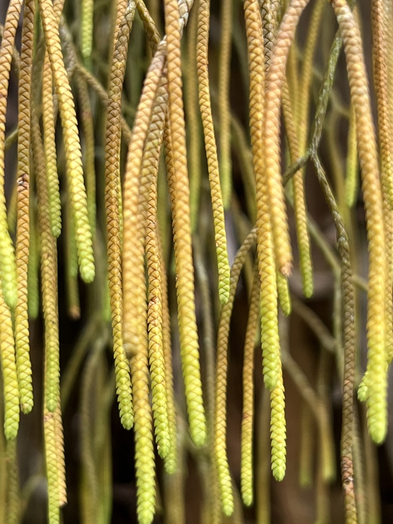 Hanging Clubmoss from Waitakere Ranges Regional Parkland, Henderson ...