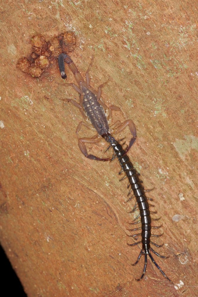 Lychas scutilus from Bukit Panjang, Singapore on April 15, 2022 at 09: ...