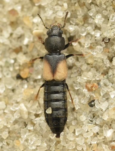 Bledius fergussoni · iNaturalist