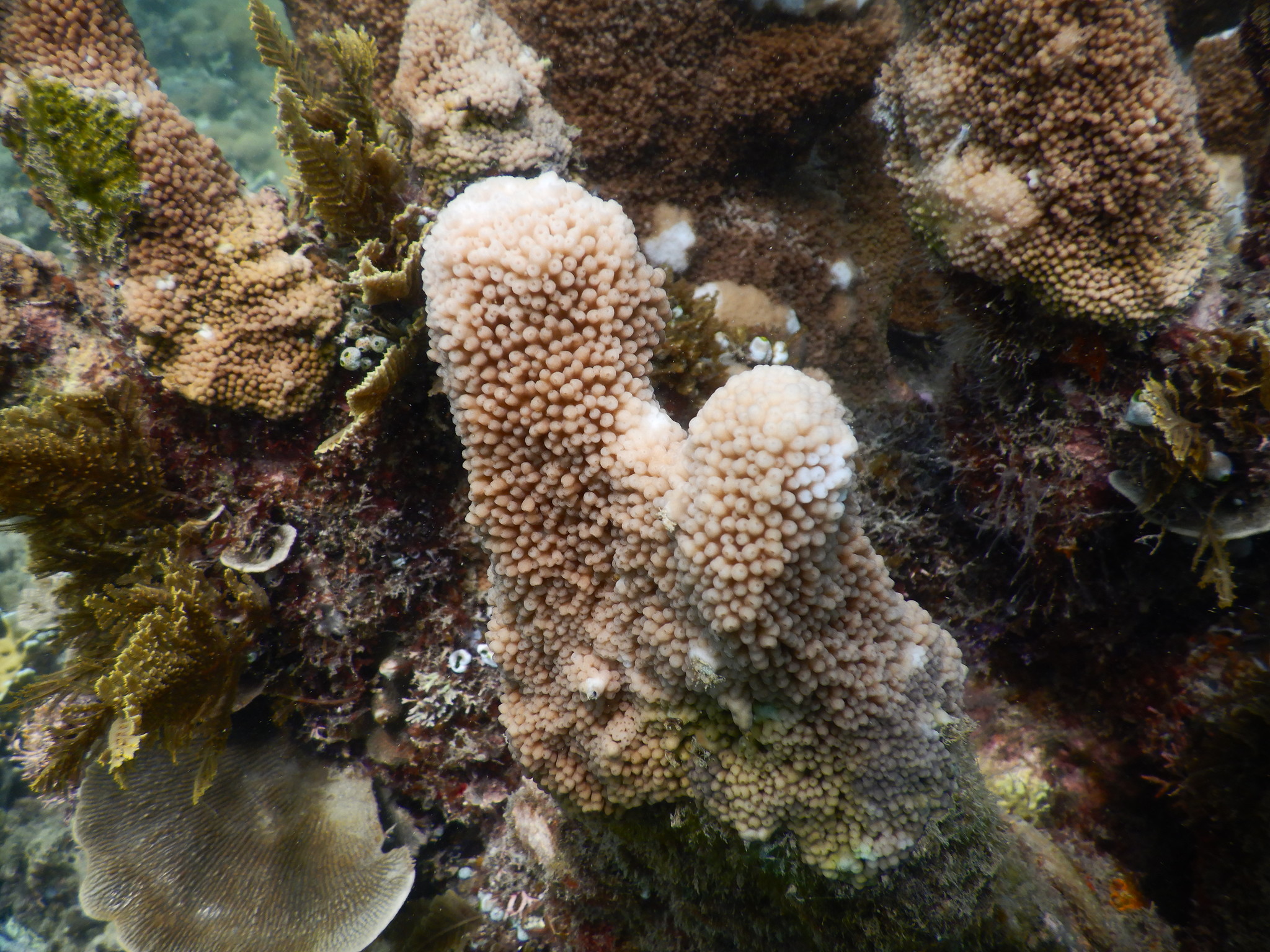 Isopora palifera (Lamarck, 1816)