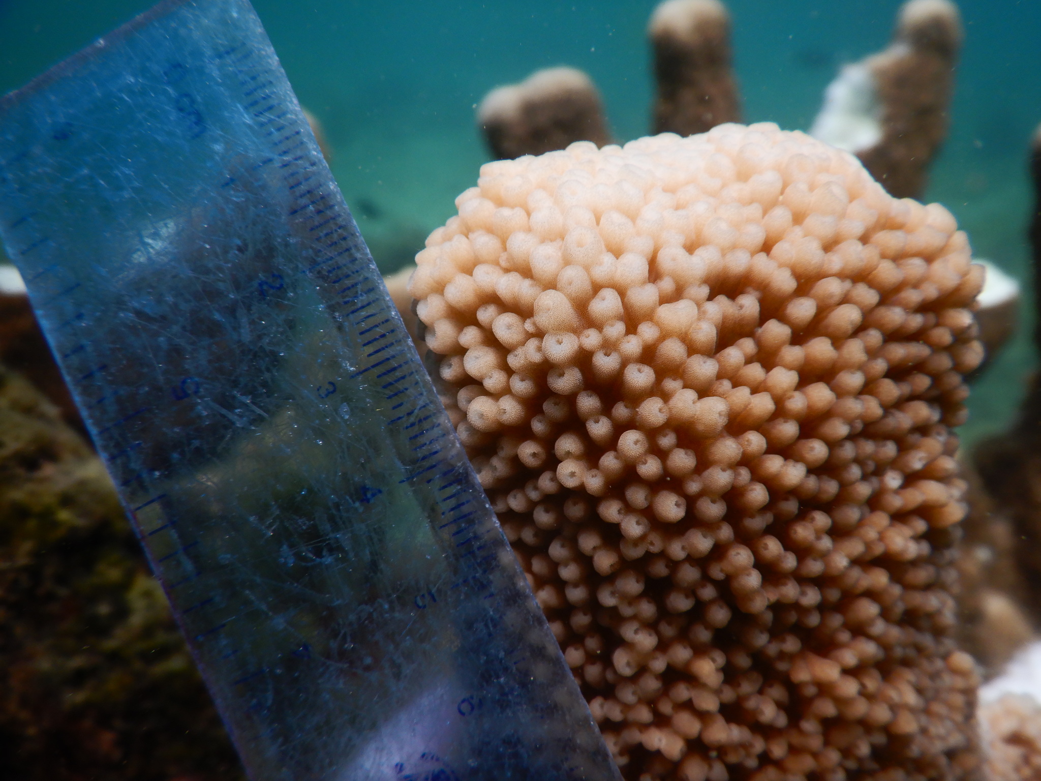 Isopora palifera (Lamarck, 1816)