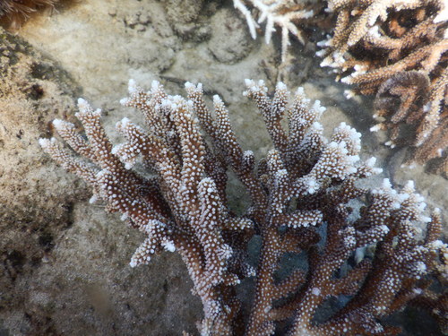 Acropora microphthalma · iNaturalist