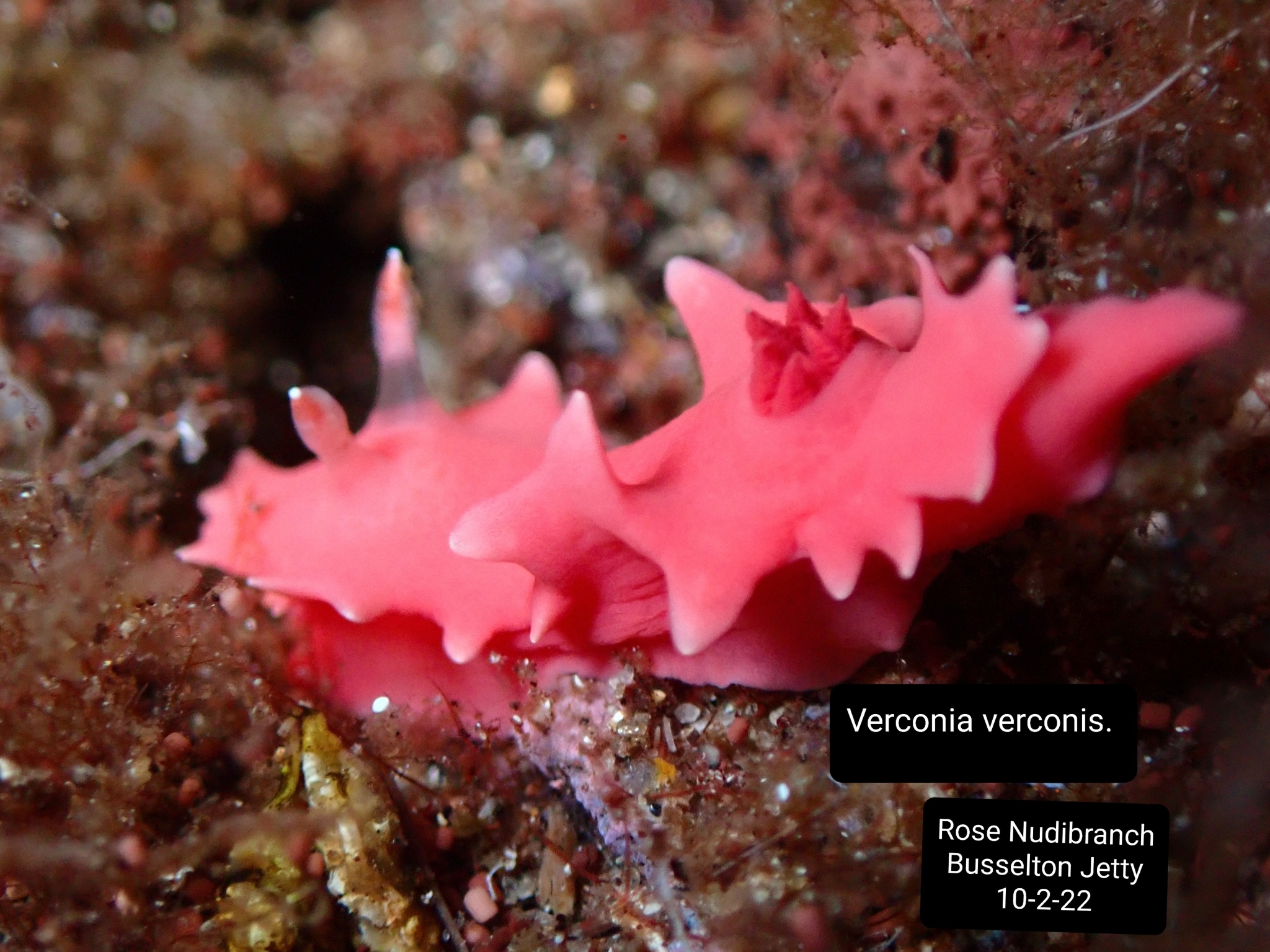 Verconia verconis (Basedow & Hedley, 1905)
