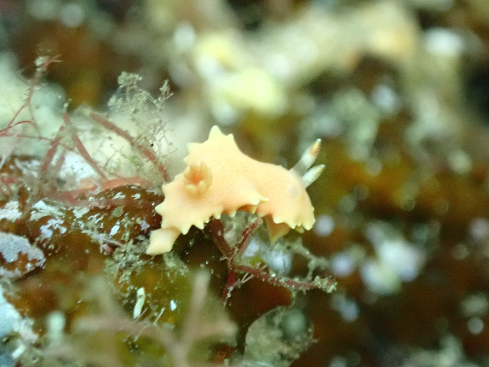 Verconia verconis (Basedow & Hedley, 1905)