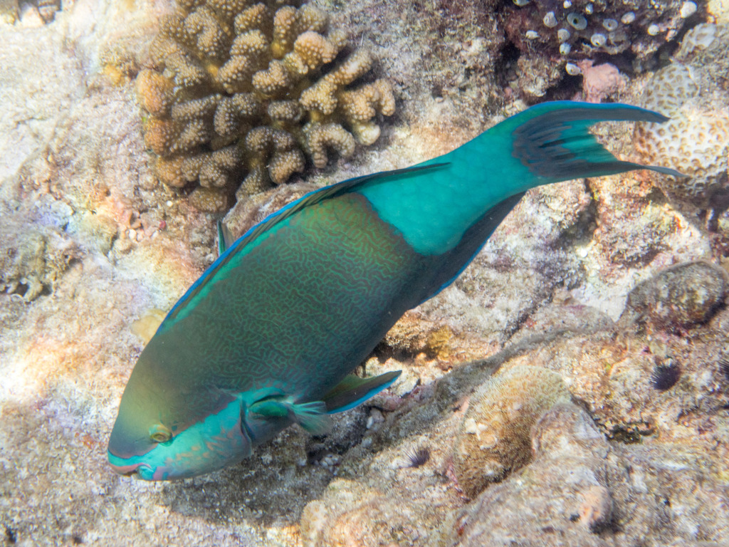 Sixband Parrotfish (Heron Island Fish) · iNaturalist