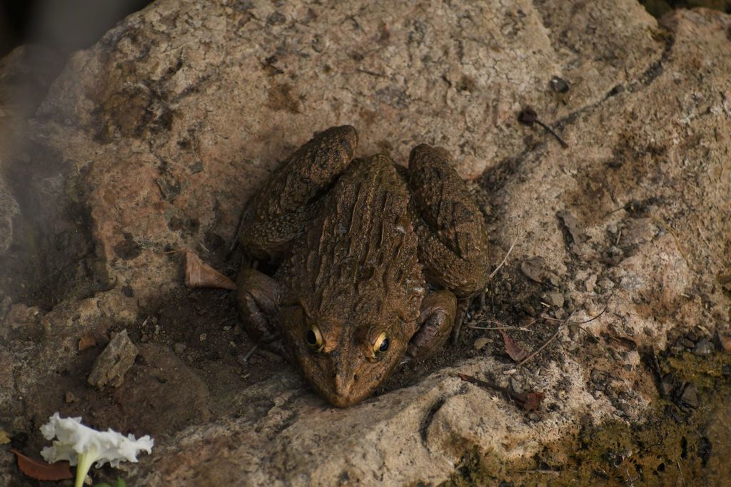 Indus Valley Bullfrog in April 2022 by Himanshu Pandav · iNaturalist
