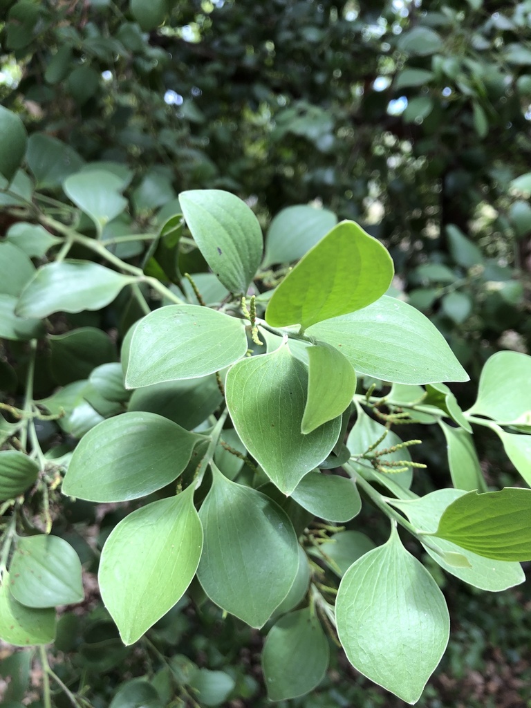 Broad Leaved Native Cherry from Cape Cleveland Rd, Cape Cleveland, QLD ...