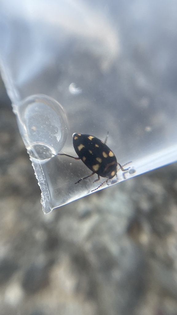 Neonectes natrix from 県道183号, 犬山市, 愛知県, JP on April 16, 2022 at 04:43 ...