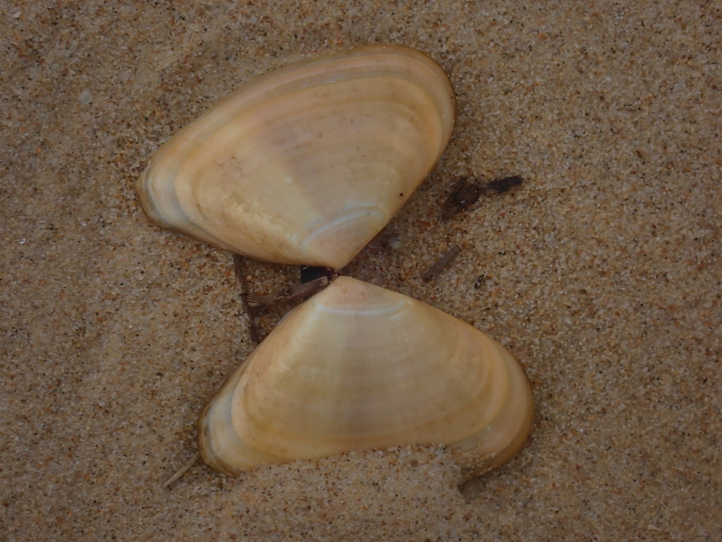 Common Pipi from Bundagen NSW 2454, Australia on April 16, 2022 at 12: ...