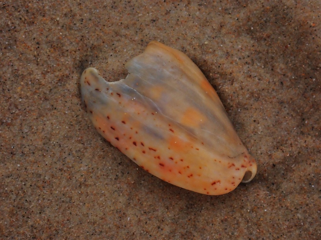 Cymbiola complexa from Bundagen NSW 2454, Australia on April 16, 2022 ...