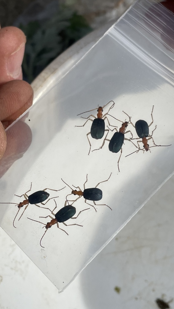 Brachinus stenoderus from 木曽川犬山緑地, 犬山市, 愛知県, JP on April 16, 2022 at 03 ...