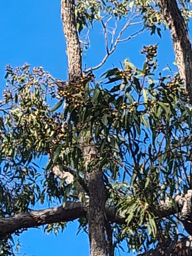 Pink Bloodwood from Duckinwilla QLD 4650, Australia on April 15, 2022 ...