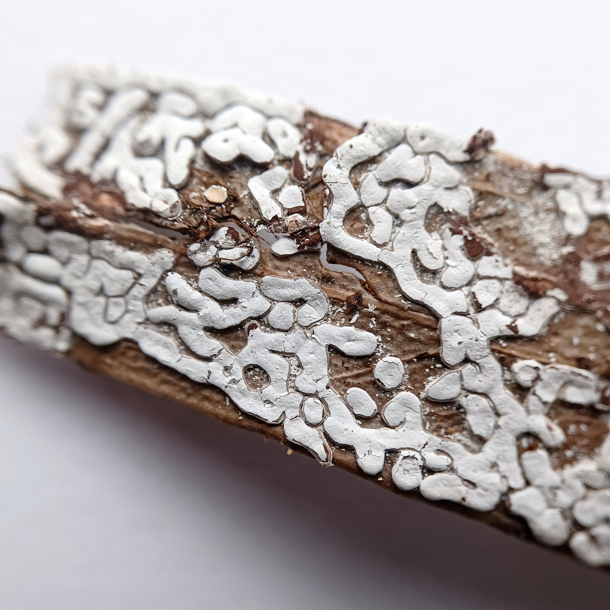 Diderma effusum (Schwein.) Morgan, 1894