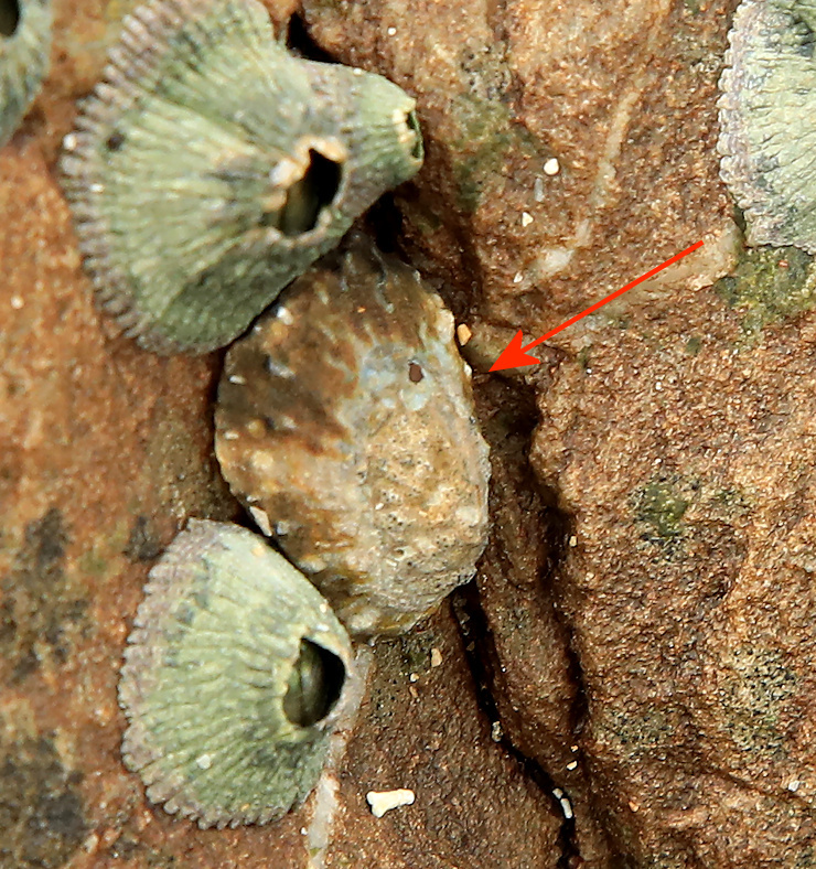 Scutellastra granularis (Linnaeus, 1758)