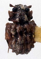 Genus Lepicerus · iNaturalist