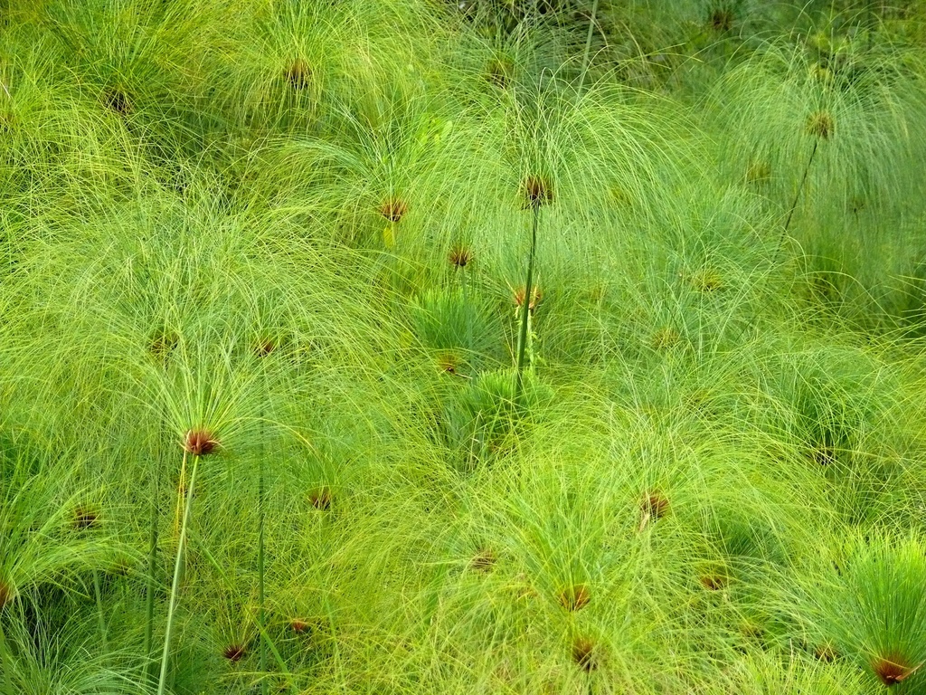 (Cyperus papyrus papyrus) - Botanical Realm