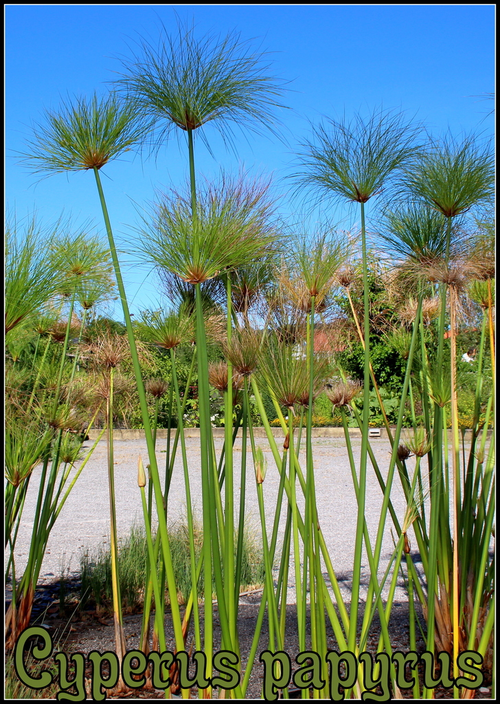 (Cyperus papyrus papyrus) - Botanical Realm