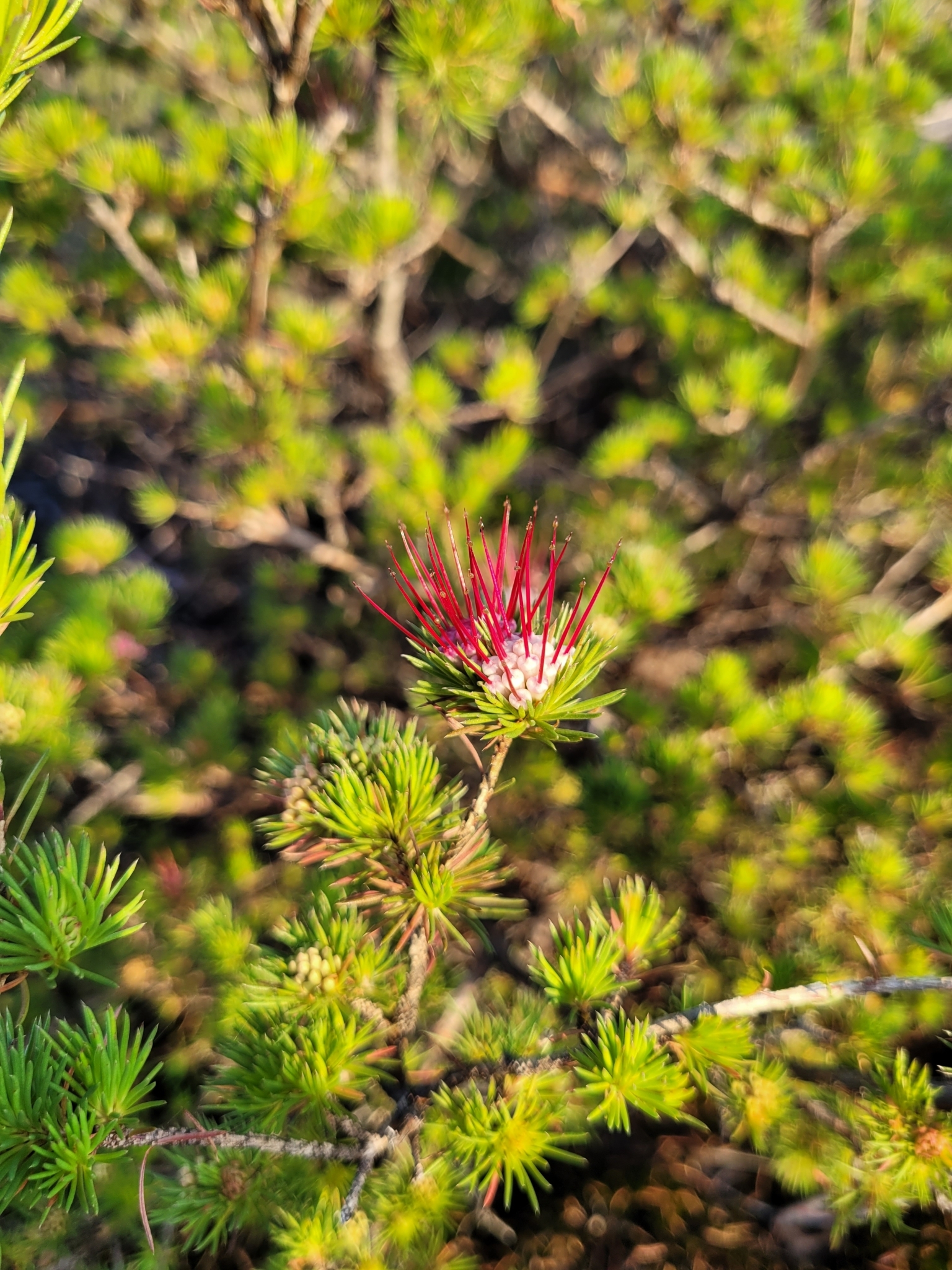 Darwinia fascicularis Rudge