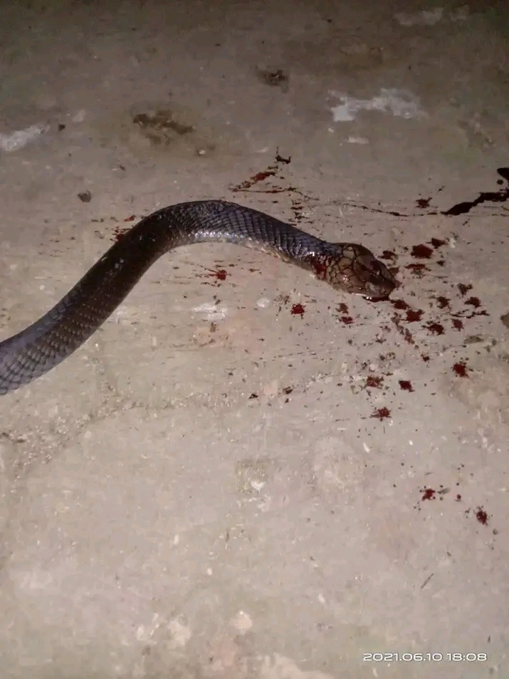 Sunda king cobra from Kaligowong on June 10, 2021 by Arzha Ali Rahmat ...