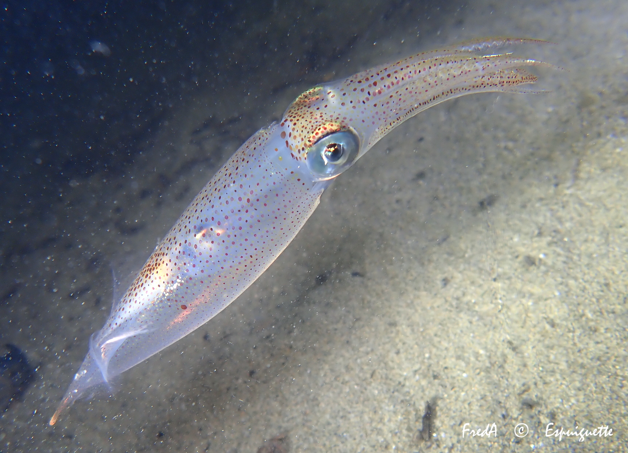 Alloteuthis media (Linnaeus, 1758)