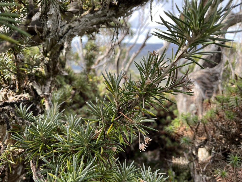 Olearia pinifolia from Mount Field National Park, Mount Field, TAS, AU ...
