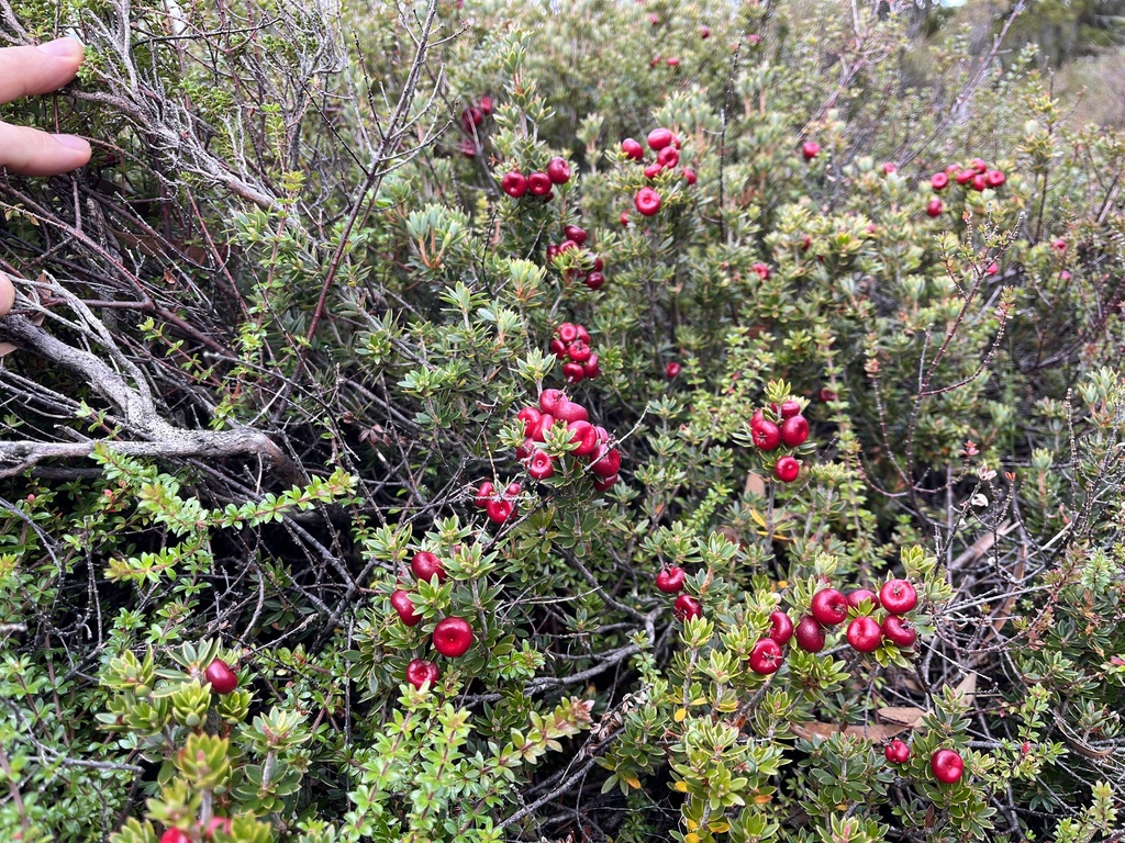 Planocarpa nitida in April 2022 by Miguel de Salas · iNaturalist
